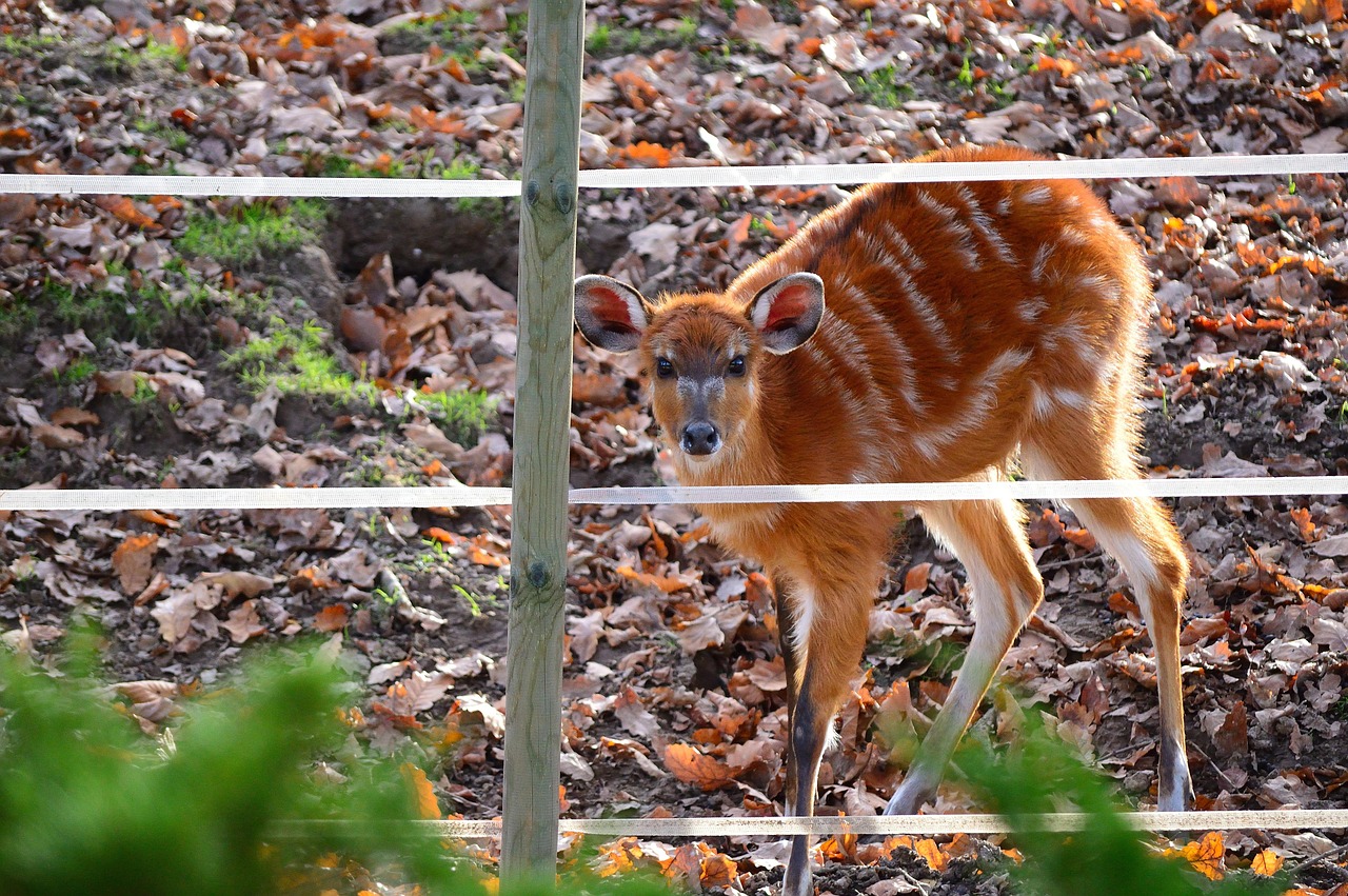 Corça Cervo Animal - Foto gratuita no Pixabay - Pixabay