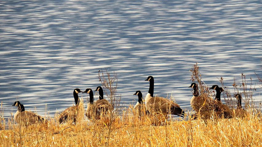 300+ Free Canada Geese & Geese Images - Pixabay
