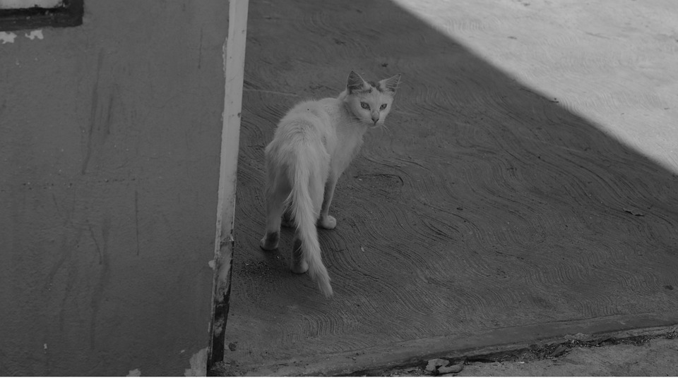 Cat Bianco E Nero Animale - Foto gratis su Pixabay - Pixabay