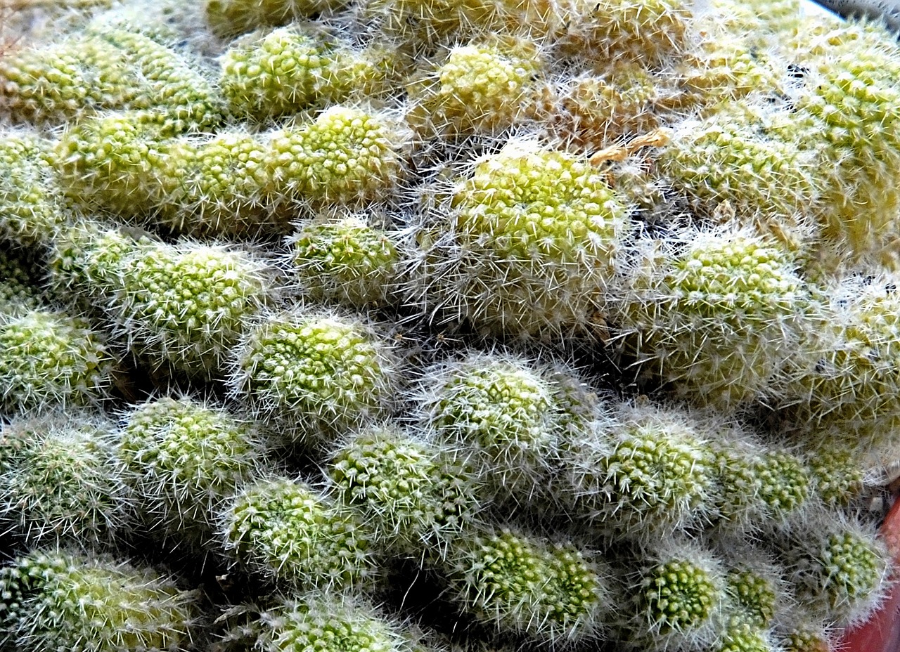 Cactus Vert Épineux - Photo gratuite sur Pixabay - Pixabay