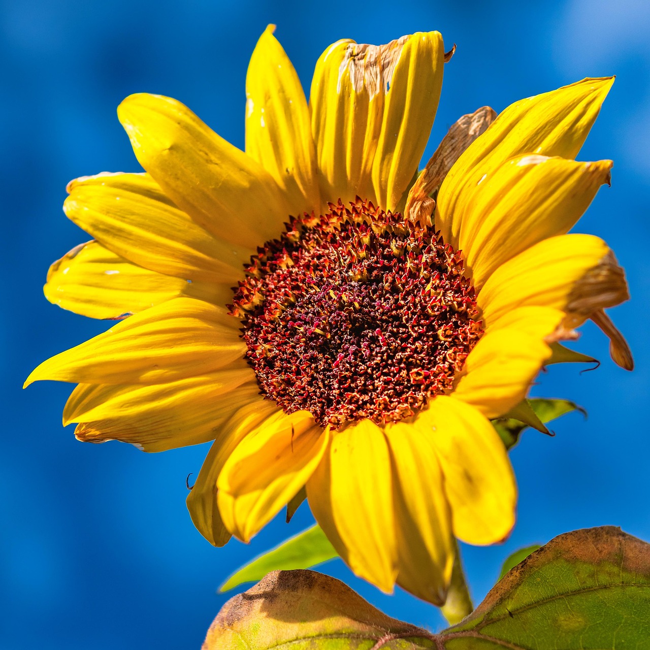 Sunflower Flower Summer Free Photo On Pixabay Pixabay