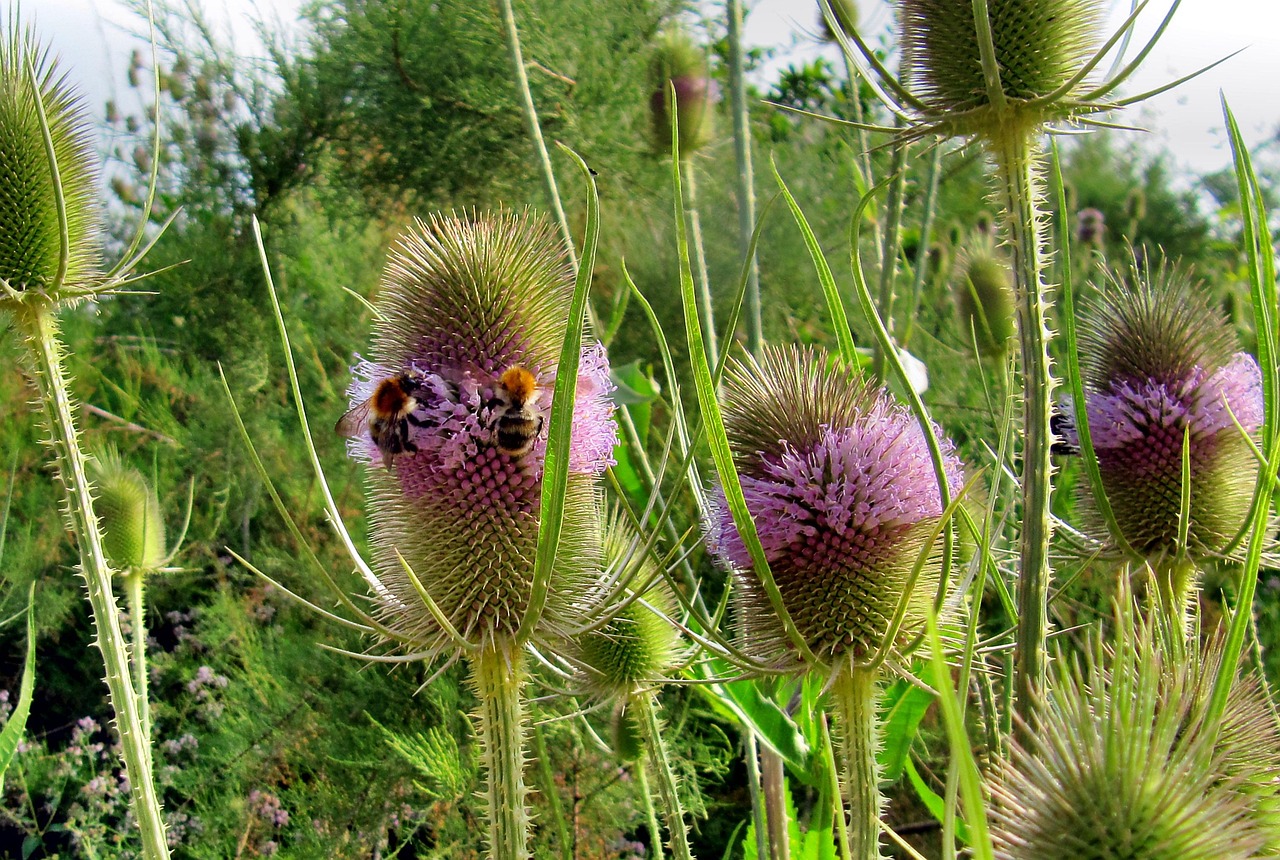 La Nature Vert Chardon - Photo gratuite sur Pixabay - Pixabay