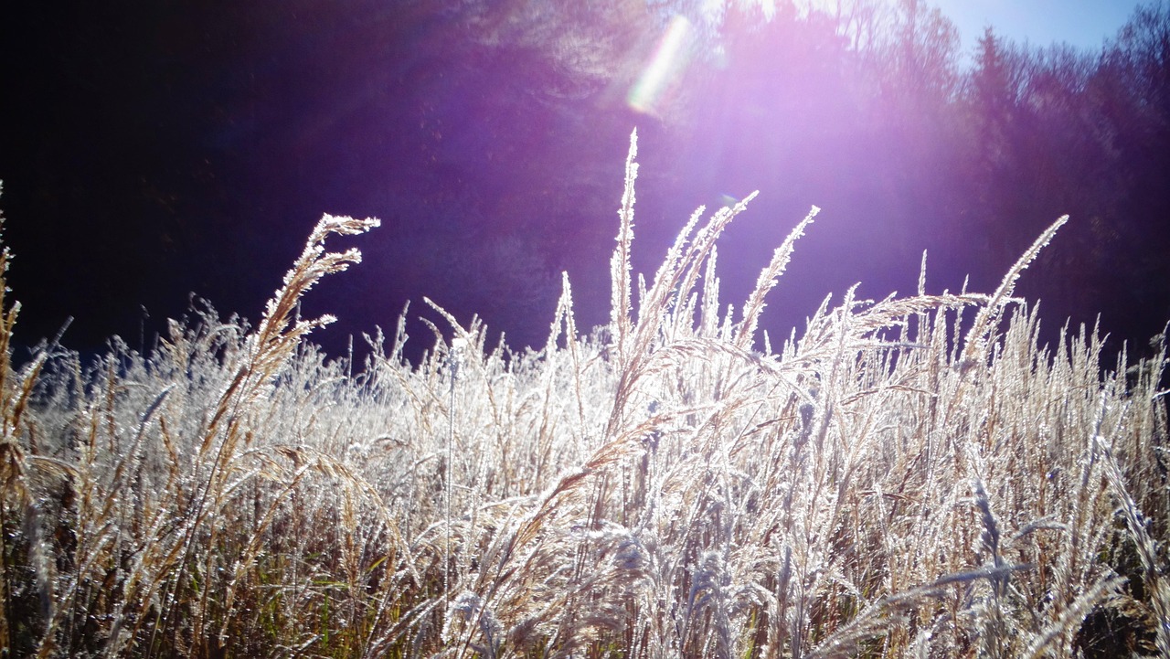 Pflaze Inverno - Foto gratuita no Pixabay