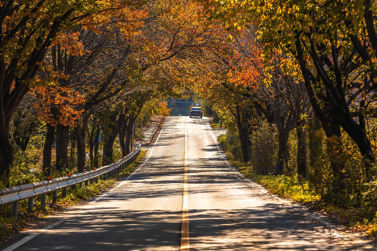 Road Pavement Trees - Free photo on Pixabay
