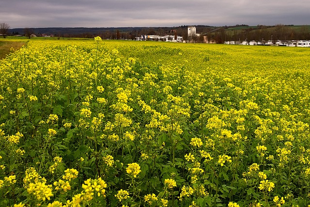 Fall Field Mustard Seeds - Free photo on Pixabay - Pixabay