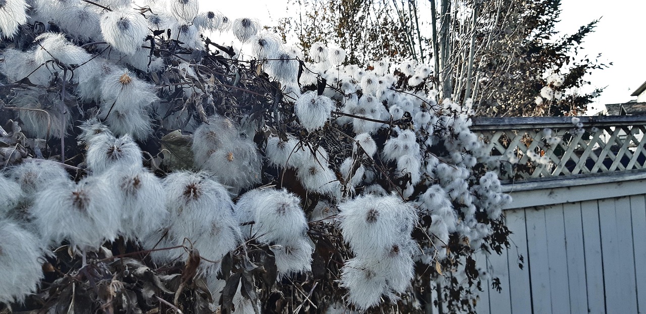 Winter Blumen Frosted Flowers - Kostenloses Foto auf Pixabay - Pixabay