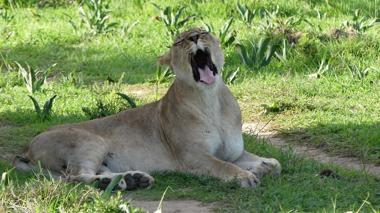 Lion Chat Fatigué - Photo gratuite sur Pixabay - Pixabay
