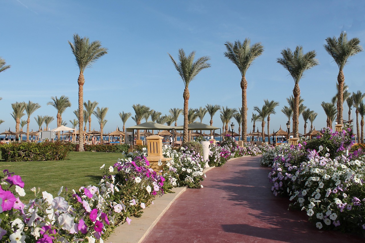 Palmen Palmengewächs Blumen - Kostenloses Foto auf Pixabay - Pixabay