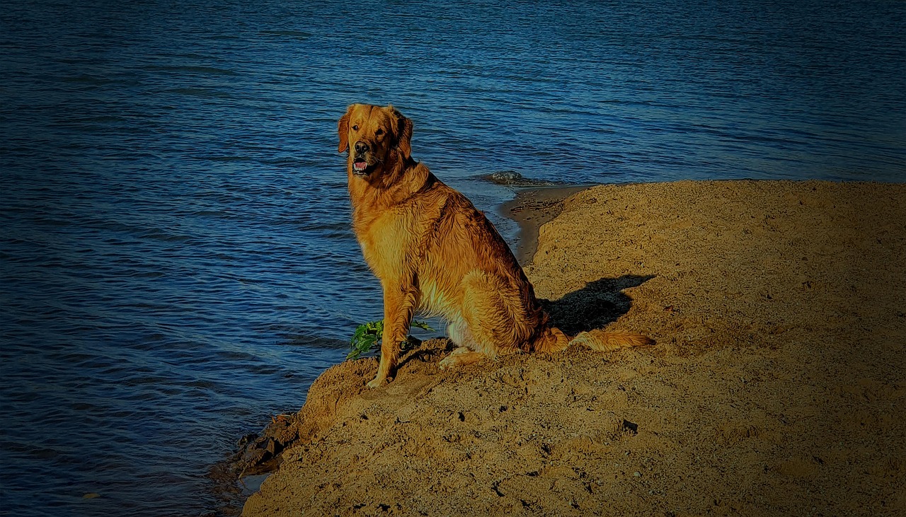 Dog Retriever Lake - Free photo on Pixabay - Pixabay