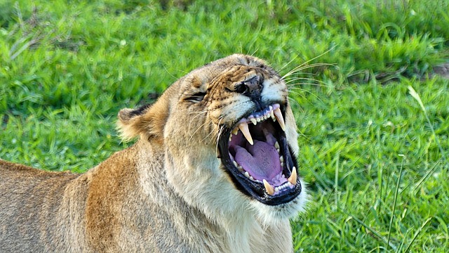 Lion Dentier Crocs - Photo gratuite sur Pixabay - Pixabay