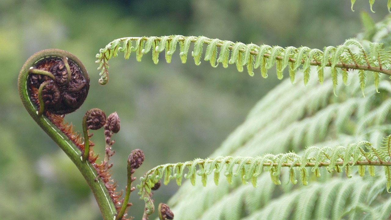 Samambaia Natureza Plantar Nova - Foto gratuita no Pixabay - Pixabay