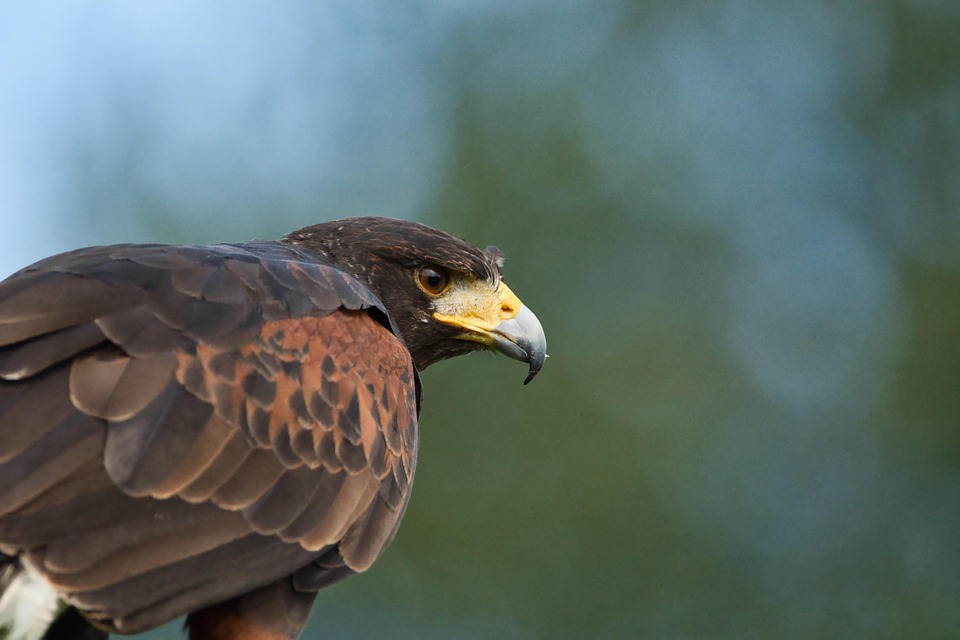 Rapacious Bird Fauna - Free photo on Pixabay - Pixabay