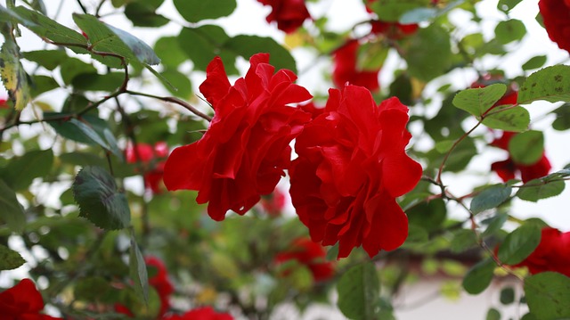 Mawar Merah Pohon - Foto gratis di Pixabay - Pixabay