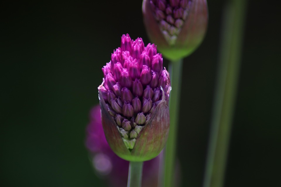 Flor Floreciente Florecimiento - Foto gratis en Pixabay