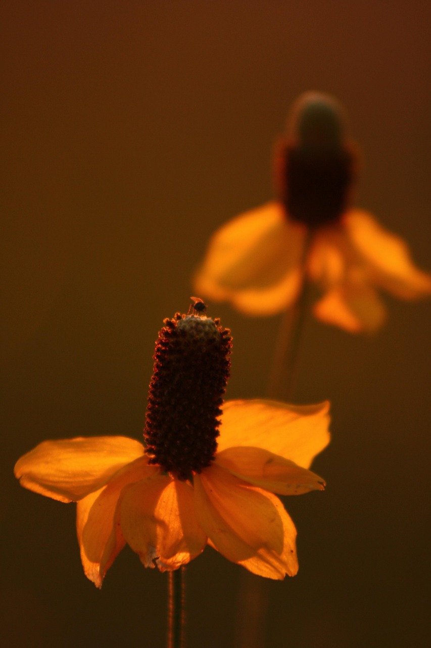 Califórnia Coneflower Flor Planta - Foto gratuita no Pixabay - Pixabay