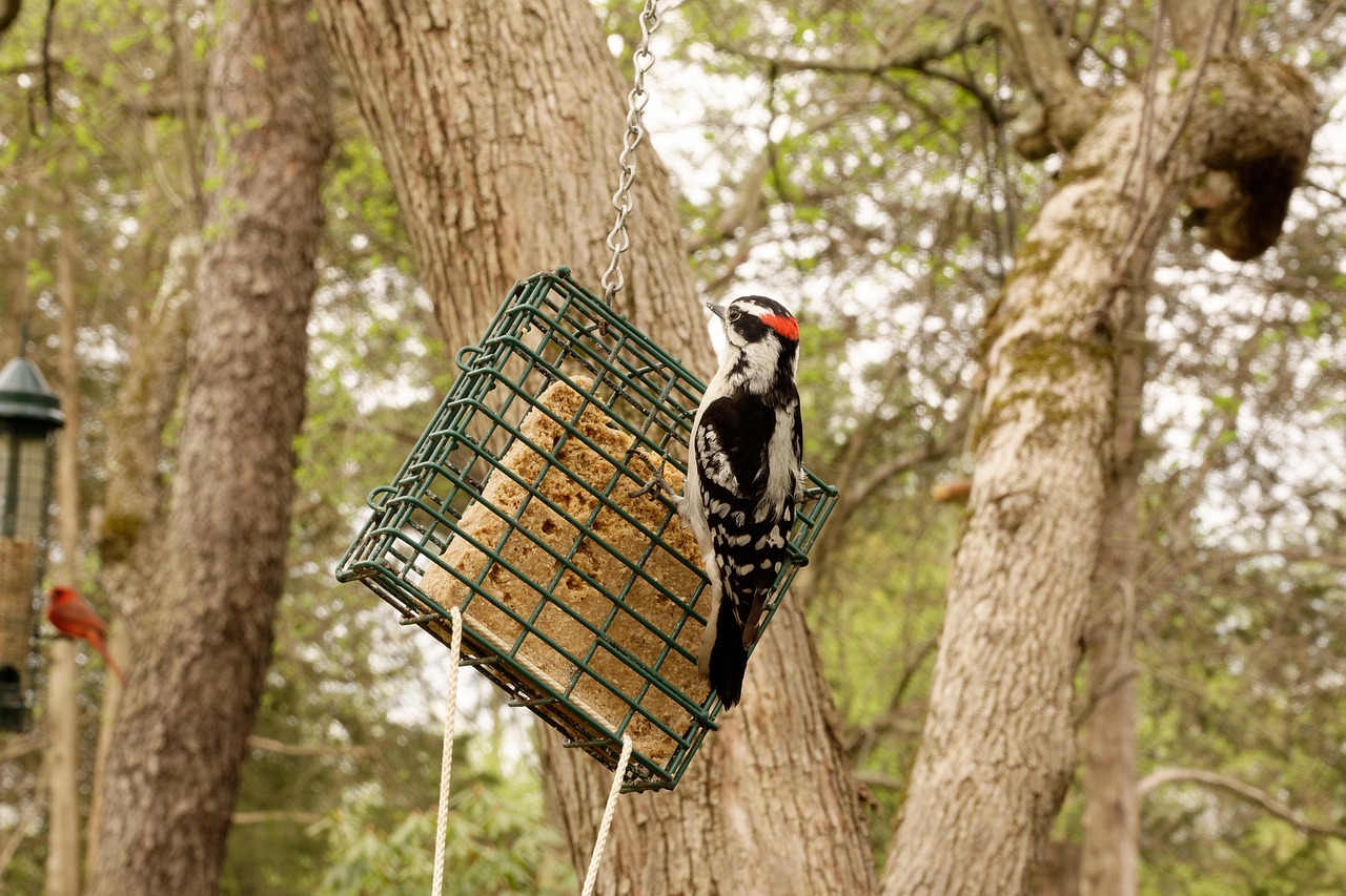 200+ Free Downie & Downy Woodpecker Images - Pixabay