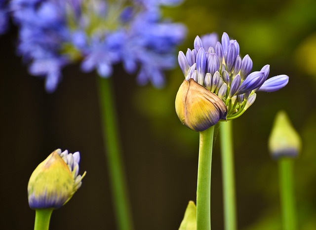 Flower Bud Blooming - Free photo on Pixabay