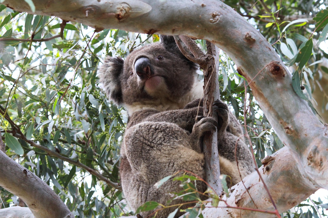 400+ Free Eucalyptus & Koala Images - Pixabay