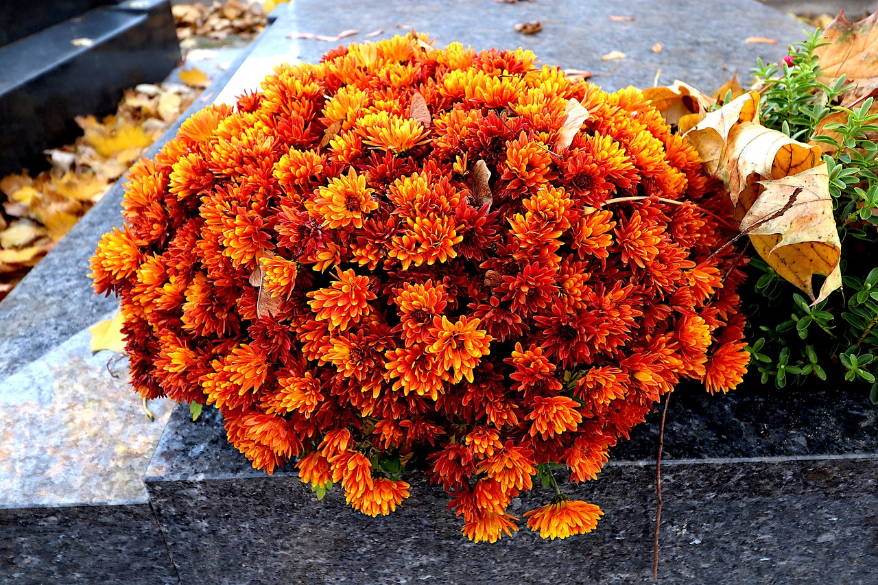 Mammor Blommor Krysantemum Orange - Gratis foto på Pixabay - Pixabay
