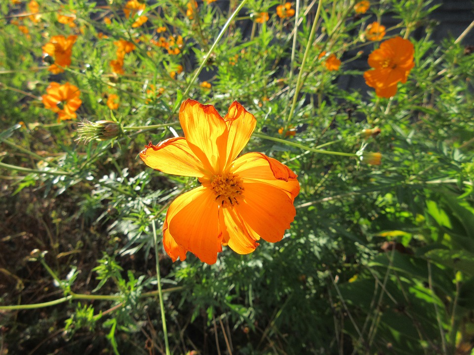 Flowers Light Natural - Free photo on Pixabay