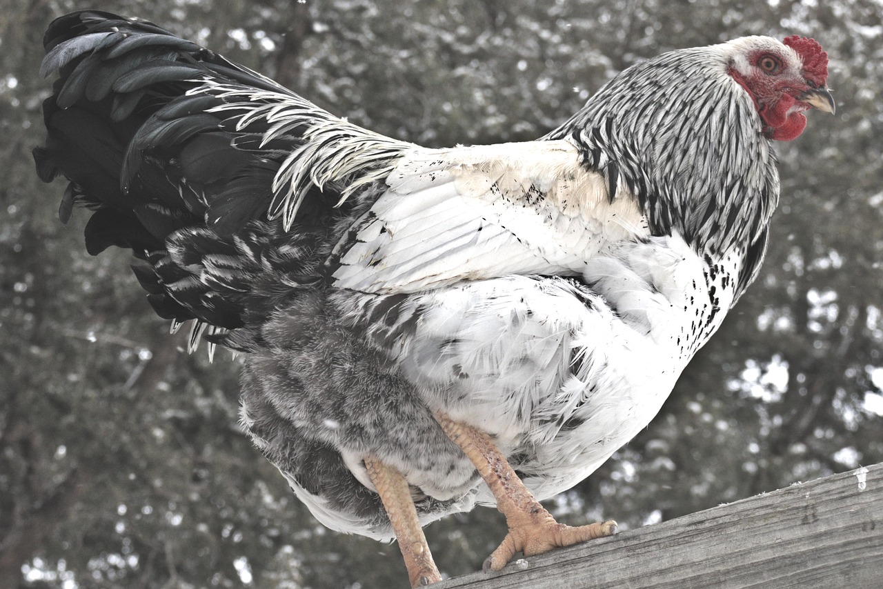 Ayam Jantan Halaman Pertanian - Foto gratis di Pixabay - Pixabay