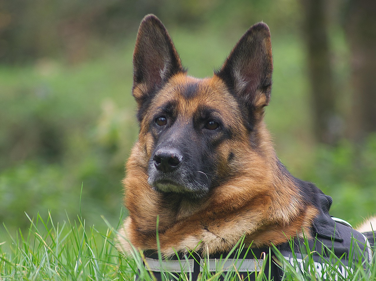 Berger Allemand Chien - Kostenloses Foto auf Pixabay - Pixabay