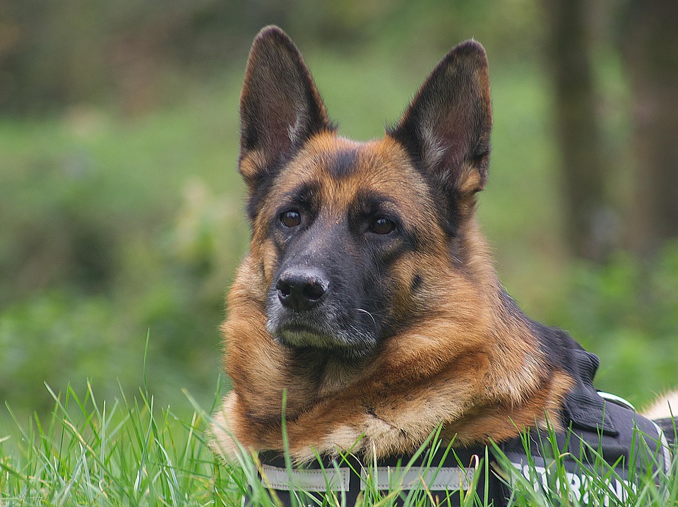 Berger Allemand Chien - Foto gratis en Pixabay - Pixabay