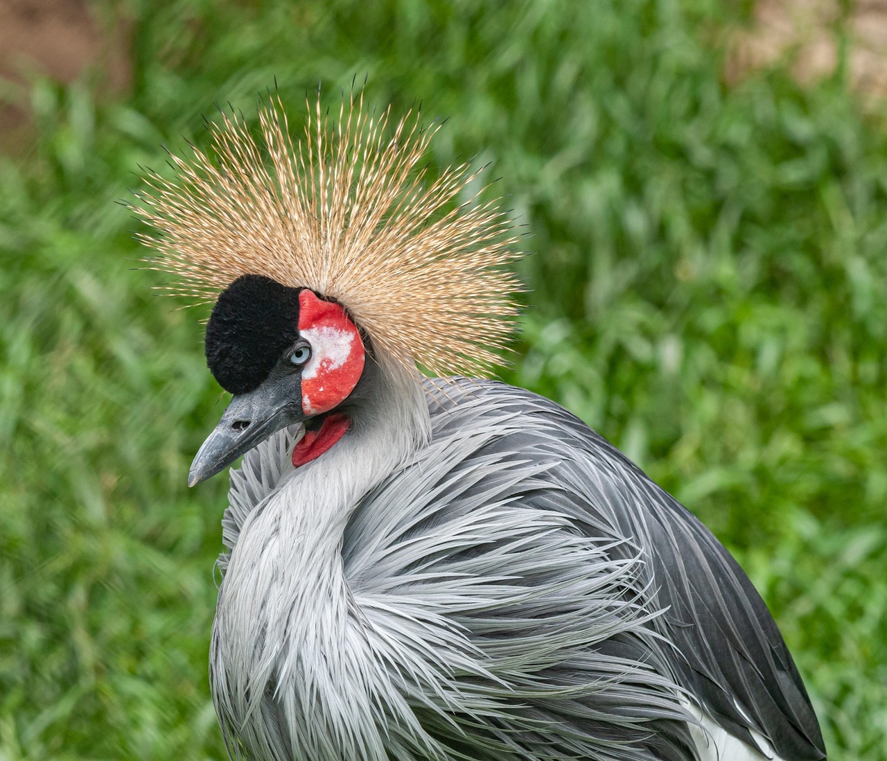 5,000+ Free Crane & Nature Images - Pixabay