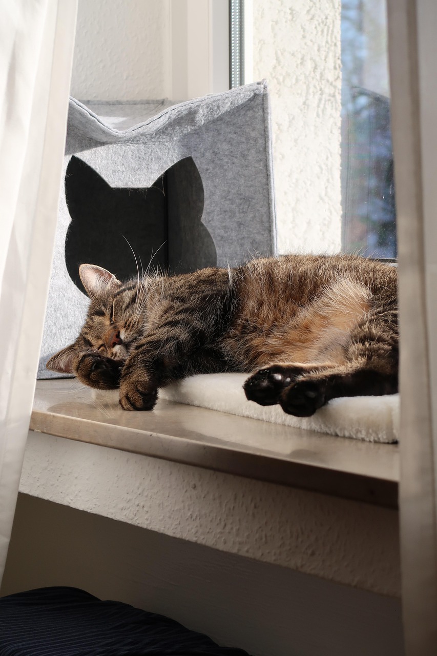 Cat Sun Relaxation - Free photo on Pixabay