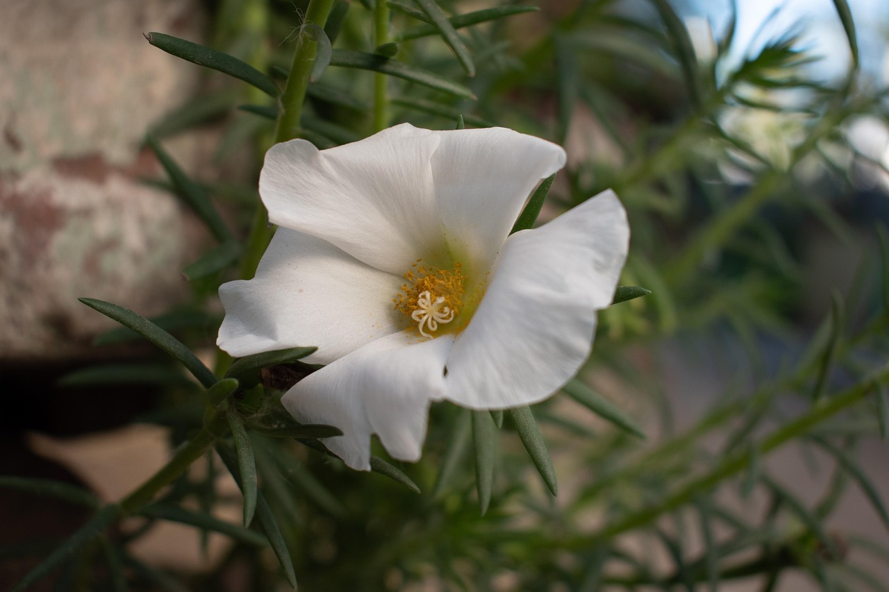 Flor Blanca Jardin - Foto gratuita no Pixabay - Pixabay
