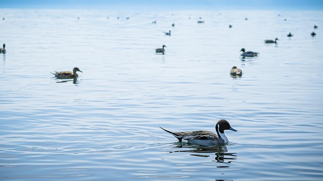 Burung-Burung Bebek Danau - Foto gratis di Pixabay - Pixabay