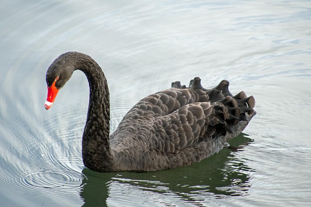 Cisne Negro Ave Acuática - Foto gratis en Pixabay - Pixabay