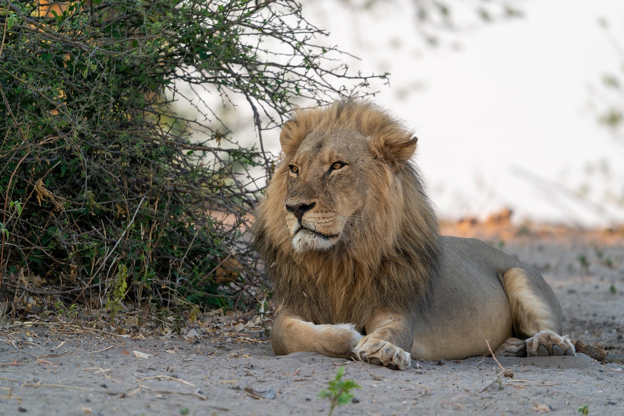 Lion Animal Safari Gros - Photo gratuite sur Pixabay - Pixabay