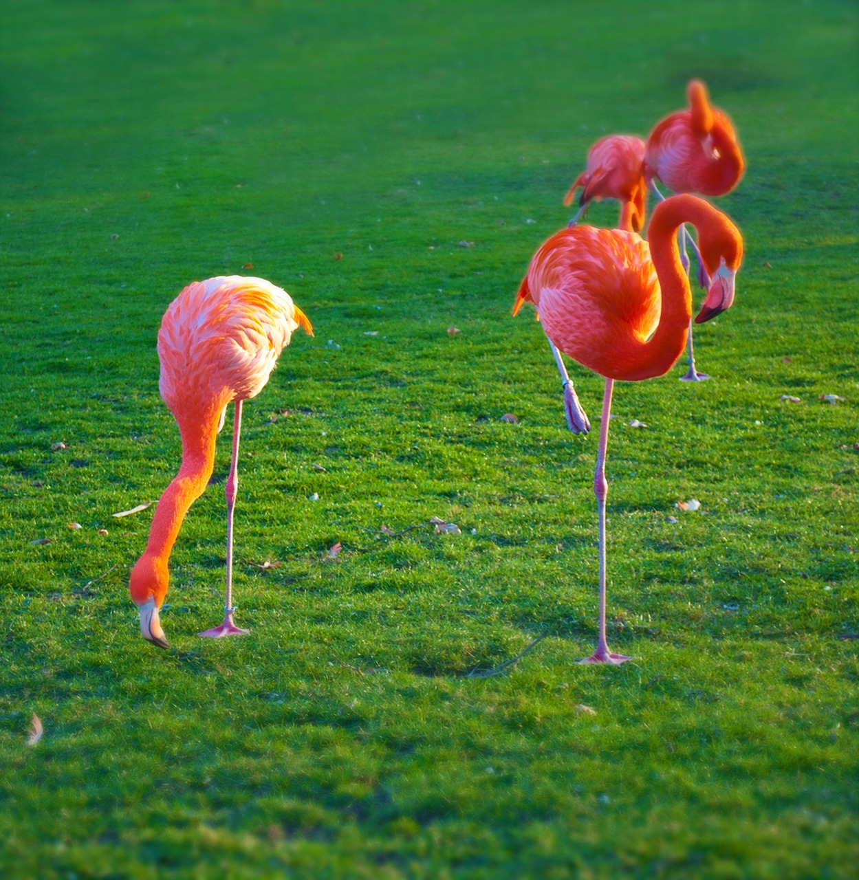 Flamingos Tilt Shift Animais - Foto gratuita no Pixabay - Pixabay