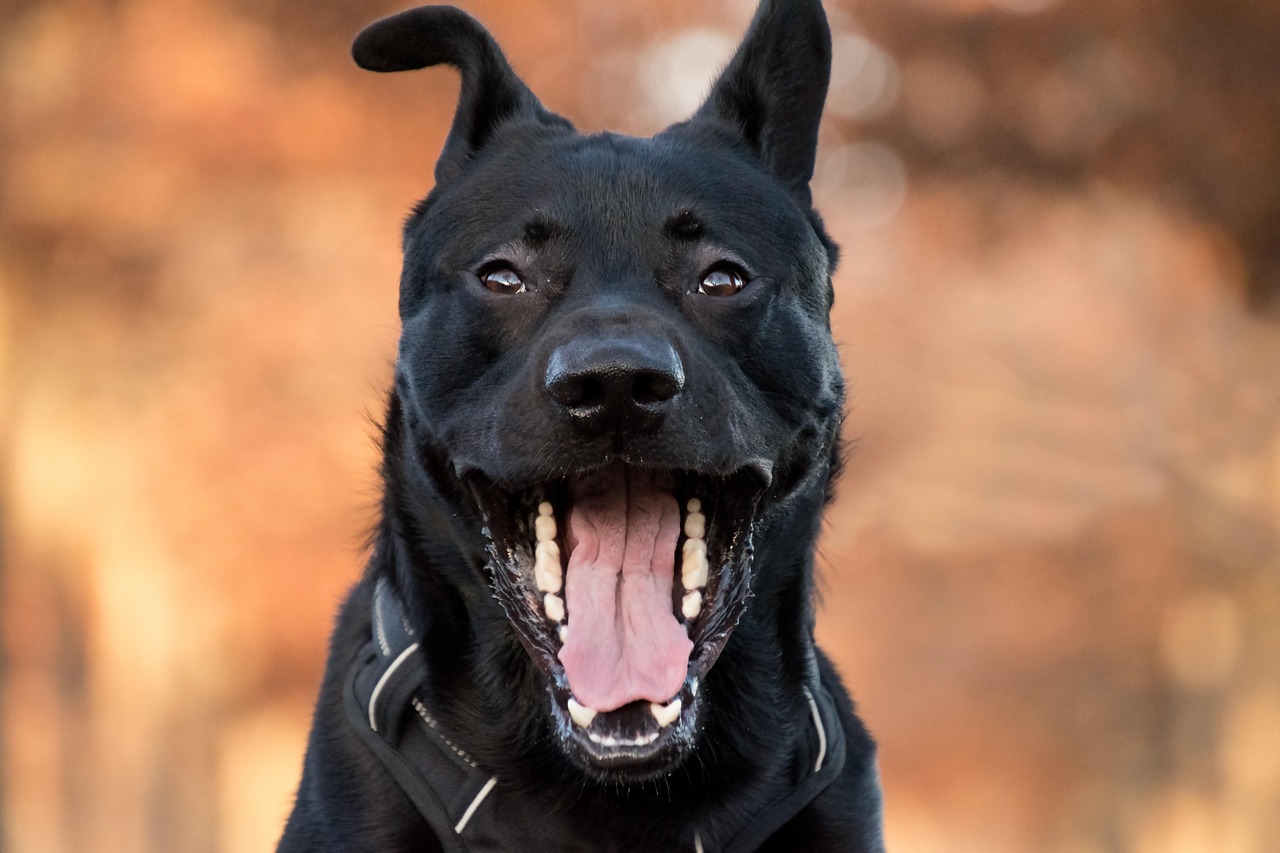 Dog Canine Pet - Free photo on Pixabay - Pixabay