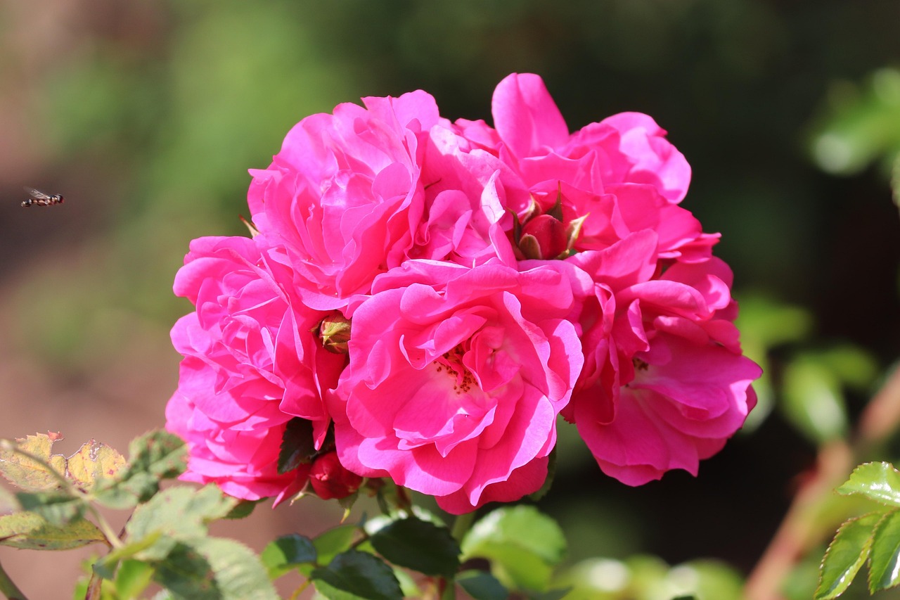 Pink Roses Bloom - Free photo on Pixabay - Pixabay