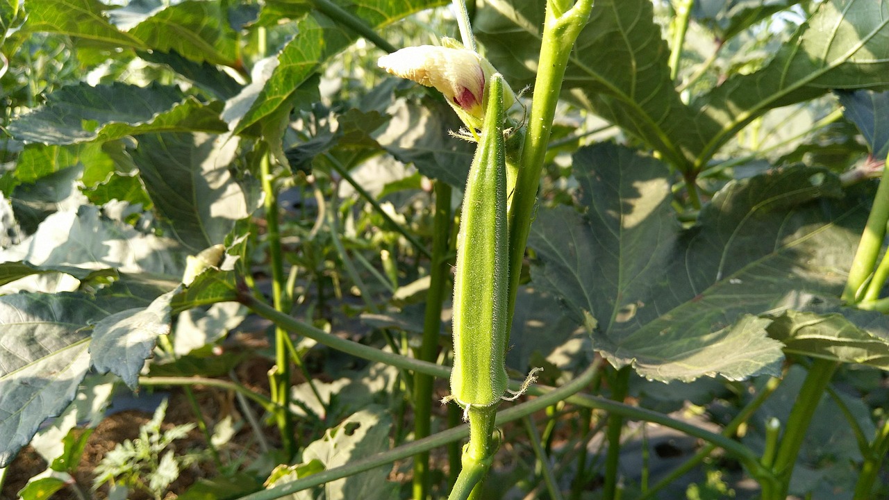 Ladyfinger Vegetable Organic - Free photo on Pixabay - Pixabay