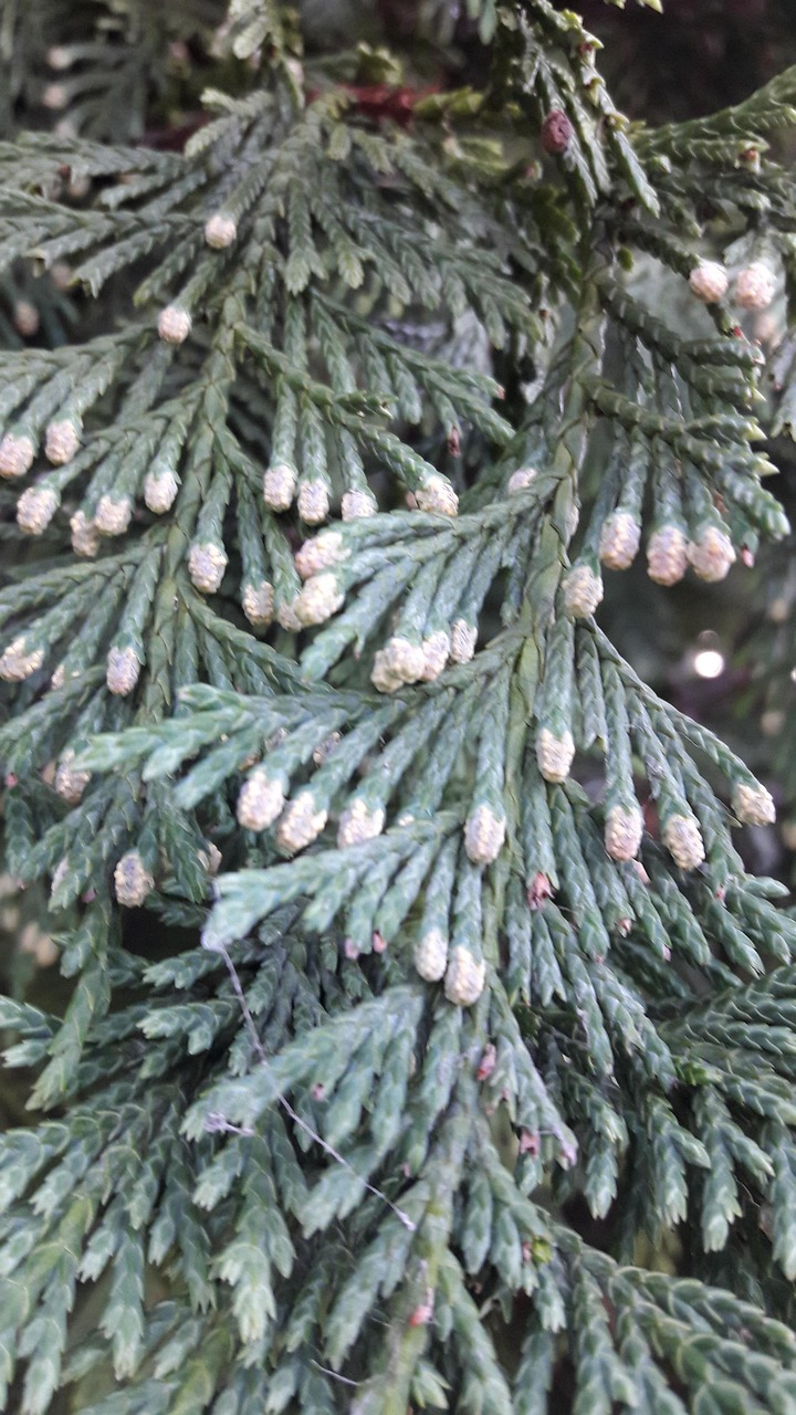 Yew Sprig Coniferous - Free photo on Pixabay