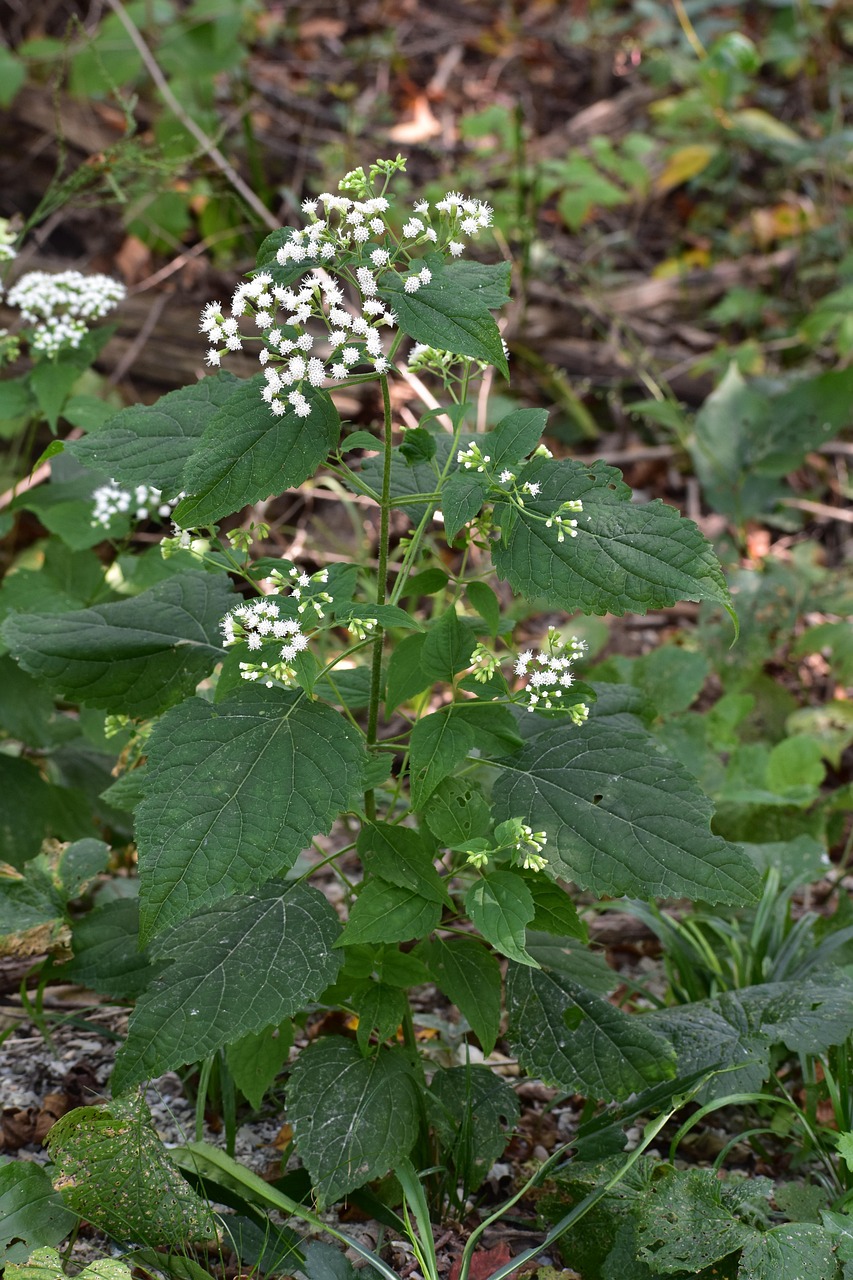 Ageratina Altissima Serpent Blanc - Photo gratuite sur Pixabay - Pixabay