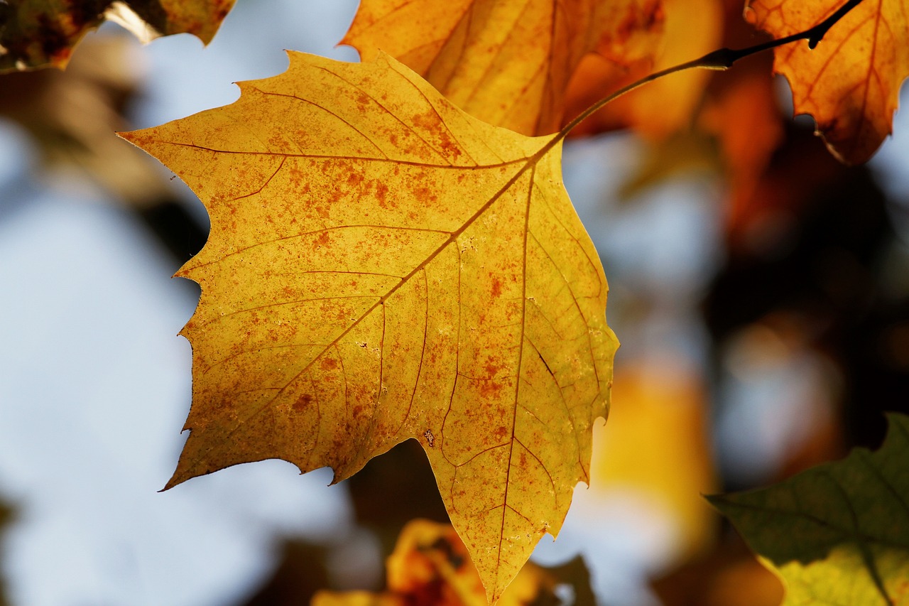 Autumn Leaves Foliage - Free photo on Pixabay