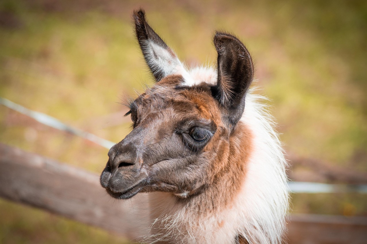 Lama Alpaca Mammal - Free photo on Pixabay - Pixabay