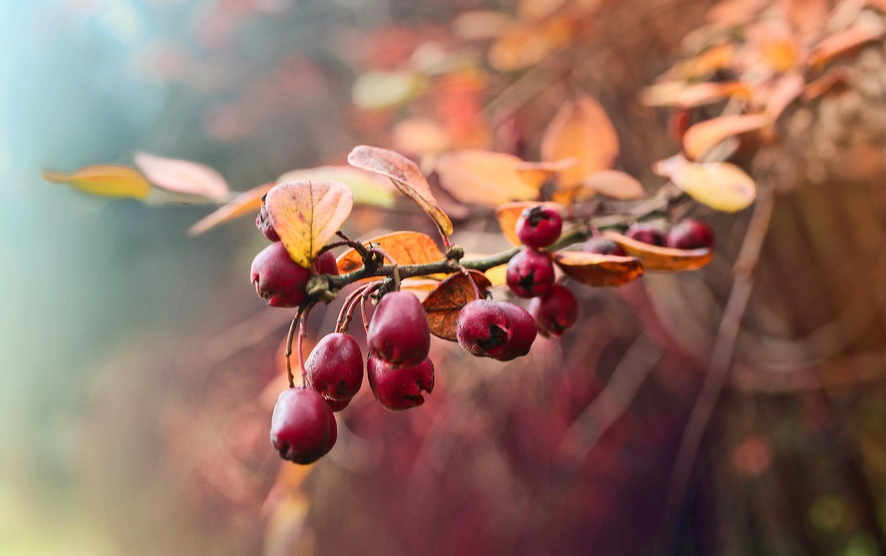 Rose Hip Berries Fruits - Free photo on Pixabay