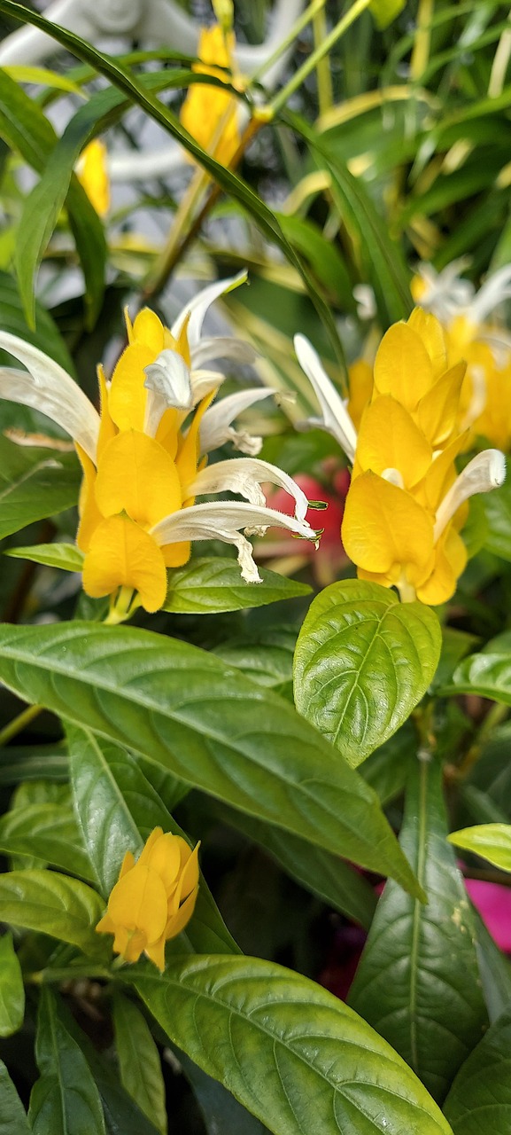 Yellow Tropical Flowers Blooms - Free photo on Pixabay - Pixabay