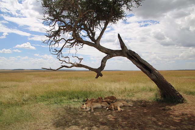 Lions Sleeping Savannah - Free photo on Pixabay - Pixabay
