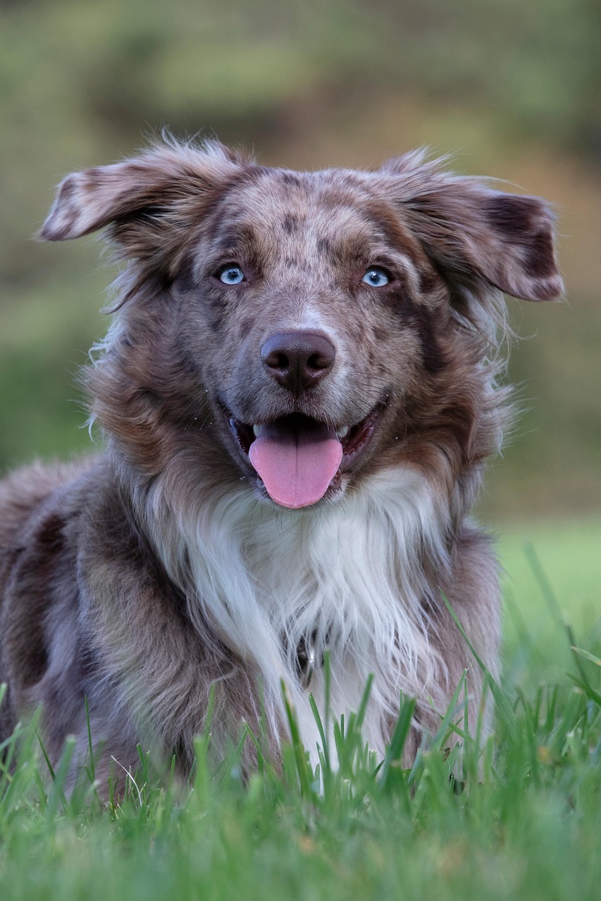4,000+ Free Australian Shepherd & Dog Photos - Pixabay