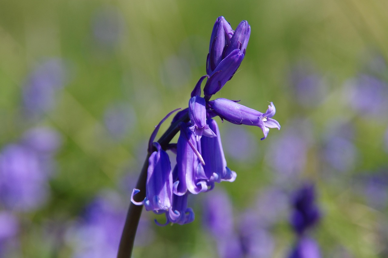 Bluebells Flowers Plant - Free photo on Pixabay