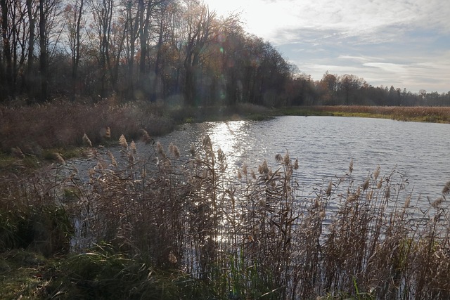 Lake Reeds Scrubs The - Free photo on Pixabay - Pixabay