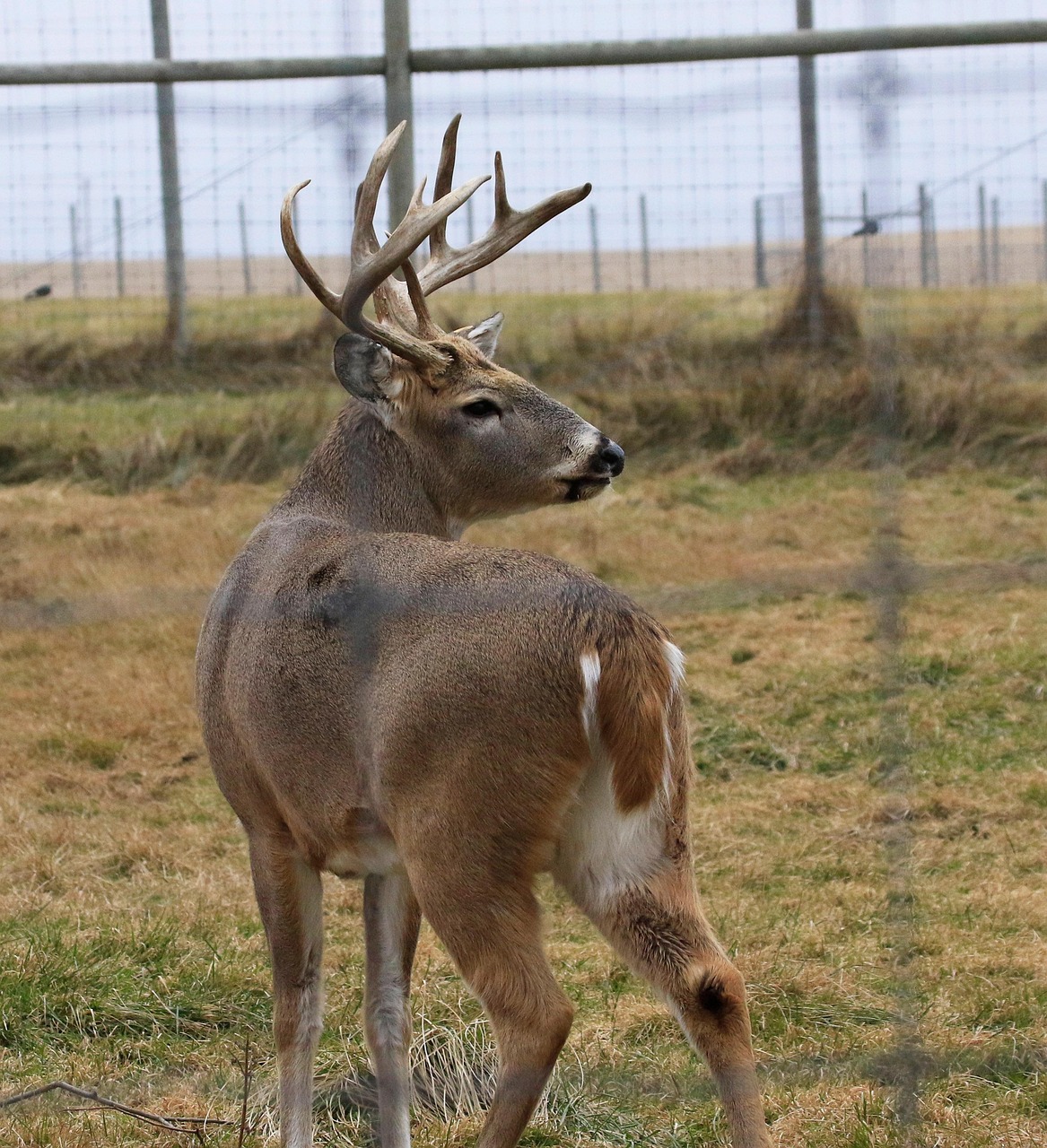 White-Tailed Deer Animal Zoo - Free photo on Pixabay