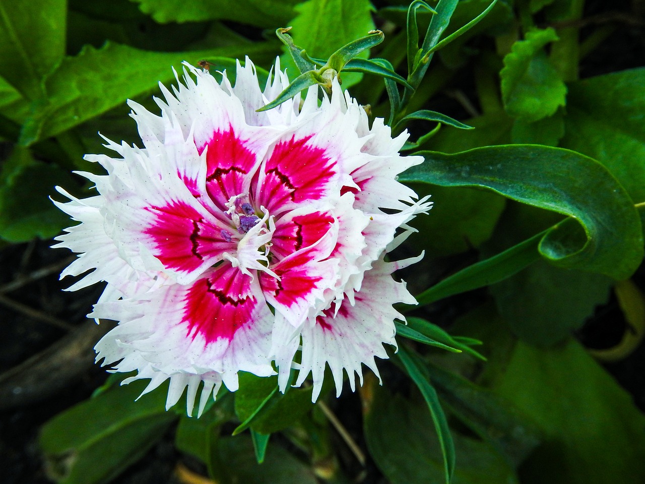Fleur Œillet Dianthus - Photo gratuite sur Pixabay - Pixabay