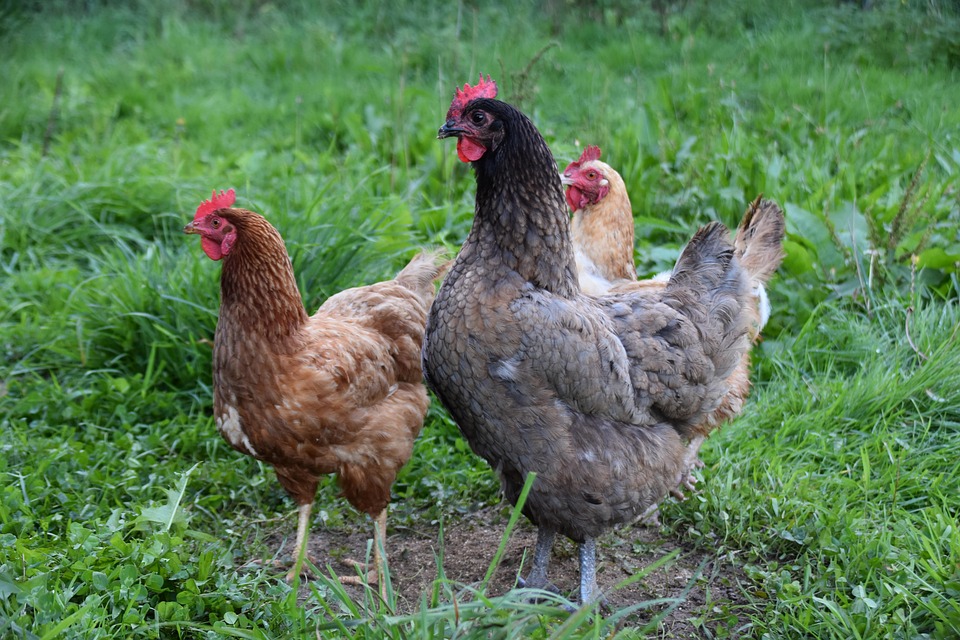 Hen Bird Poultry Red - Free photo on Pixabay